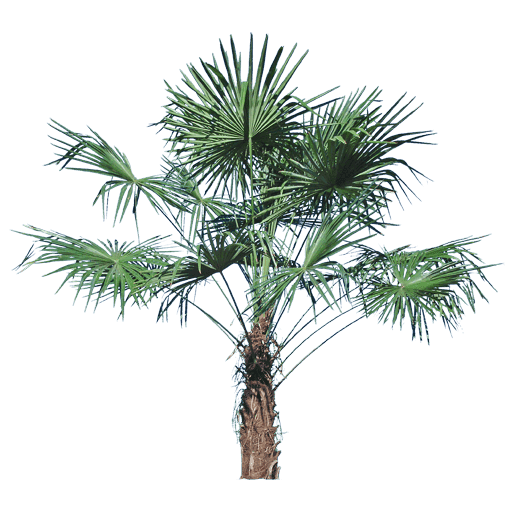 Windmill Palm | Palms | Moon Valley Nurseries