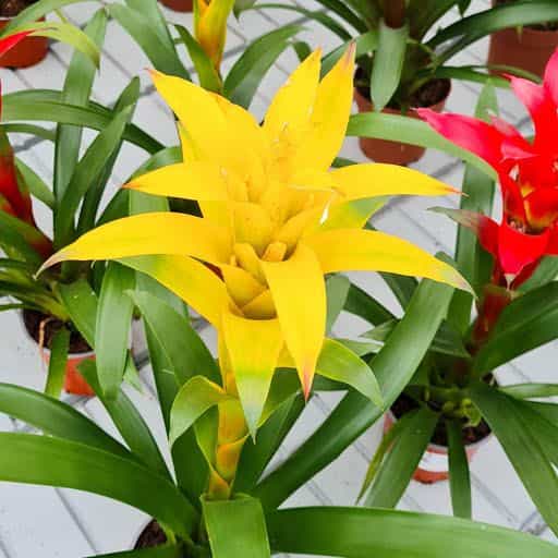 Bromeliad | Shrubs | Moon Valley Nurseries