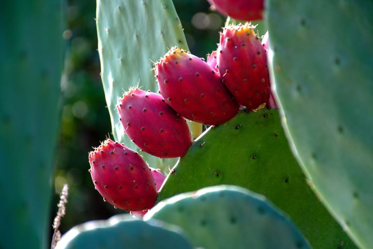 Cacti Agave for Sale | Moon Valley Nurseries