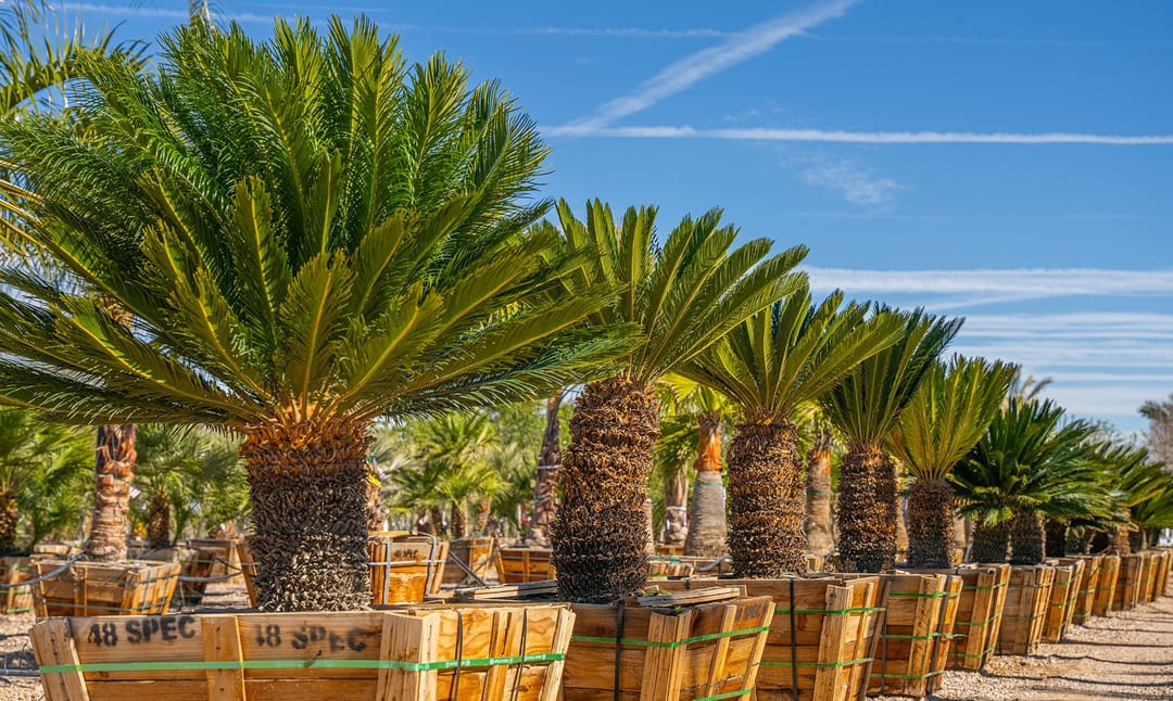 Palm Trees for Sale | Moon Valley Nurseries
