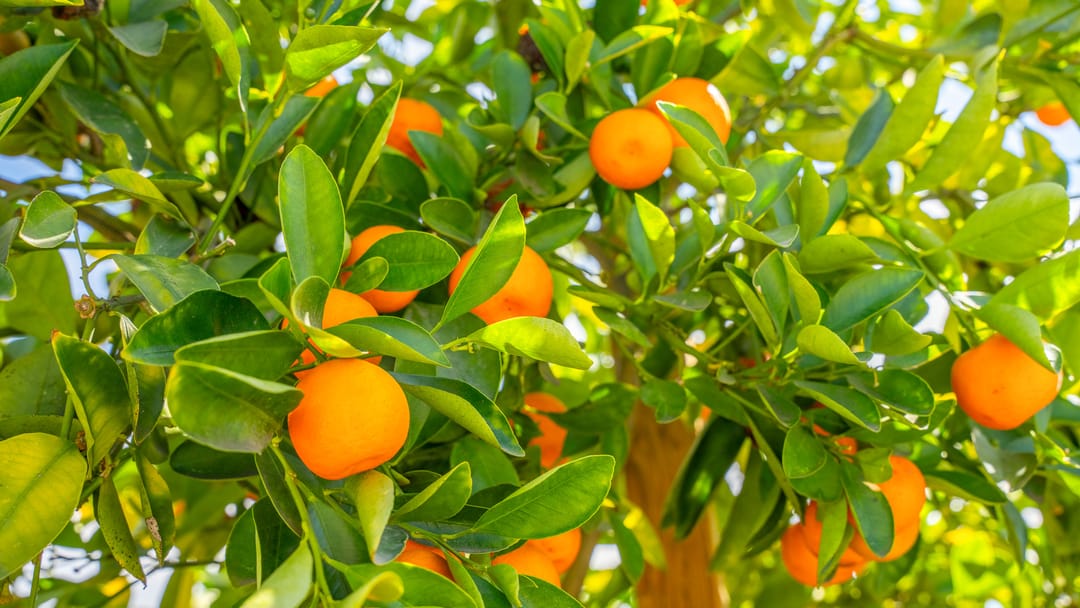 Citrus & Fruit Trees for Sale | Moon Valley Nurseries