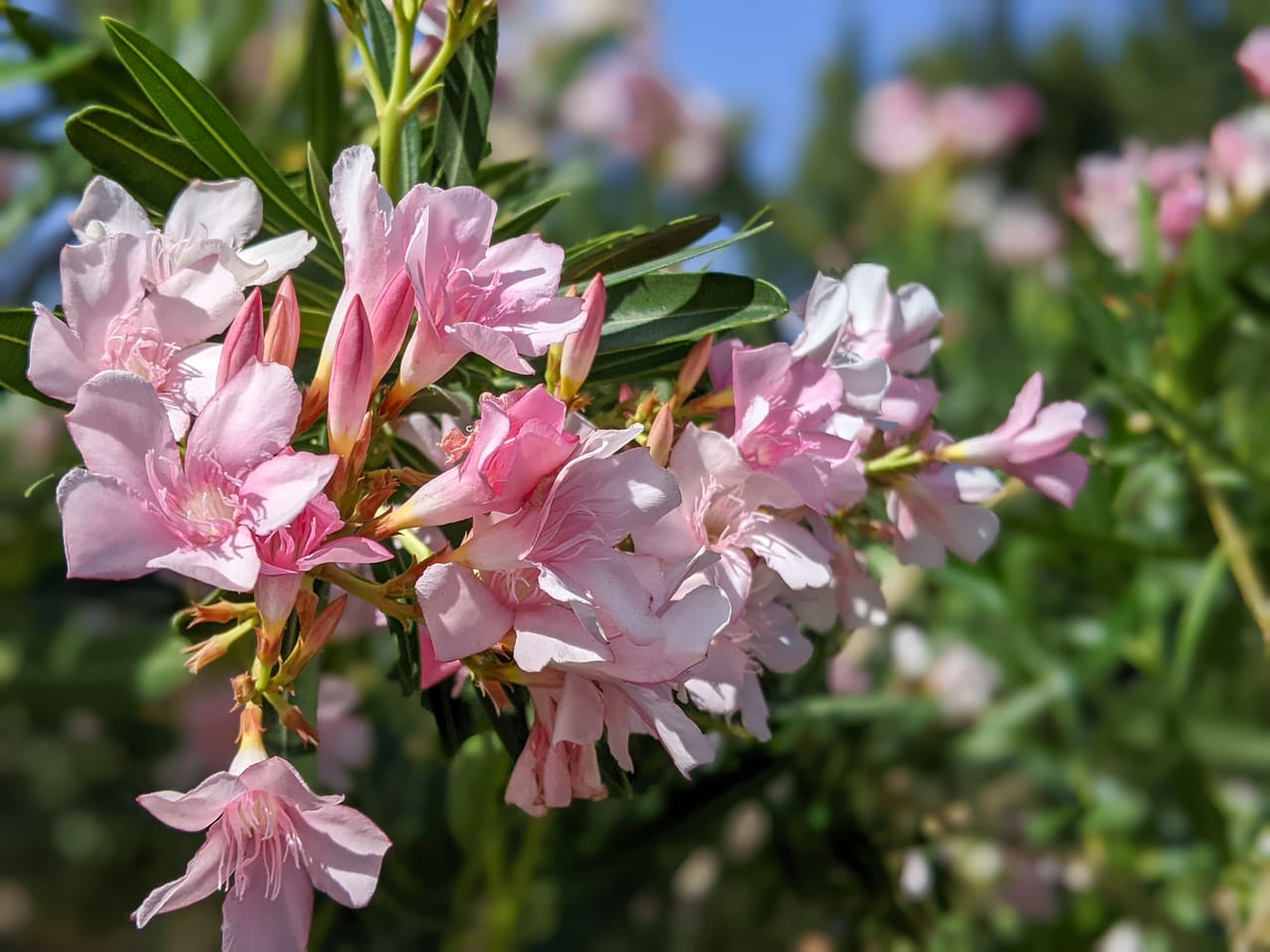 Flowering Trees for Sale | Moon Valley Nurseries